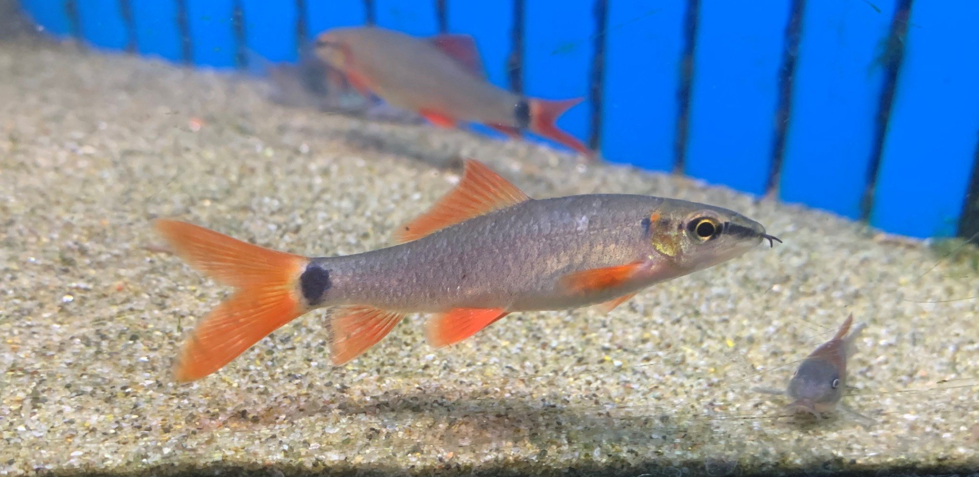 Ruby Shark-Epalzeorhynchos frenatum