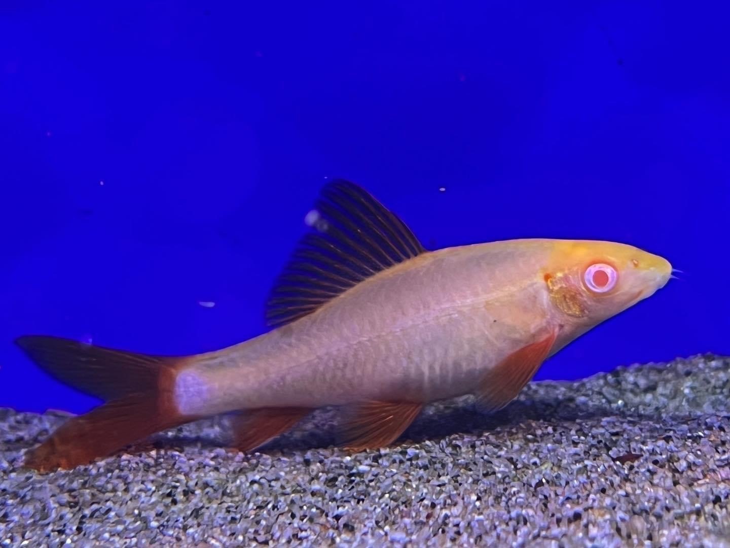 Albino Ruby Shark-Epalzeorhynchos frenatum
