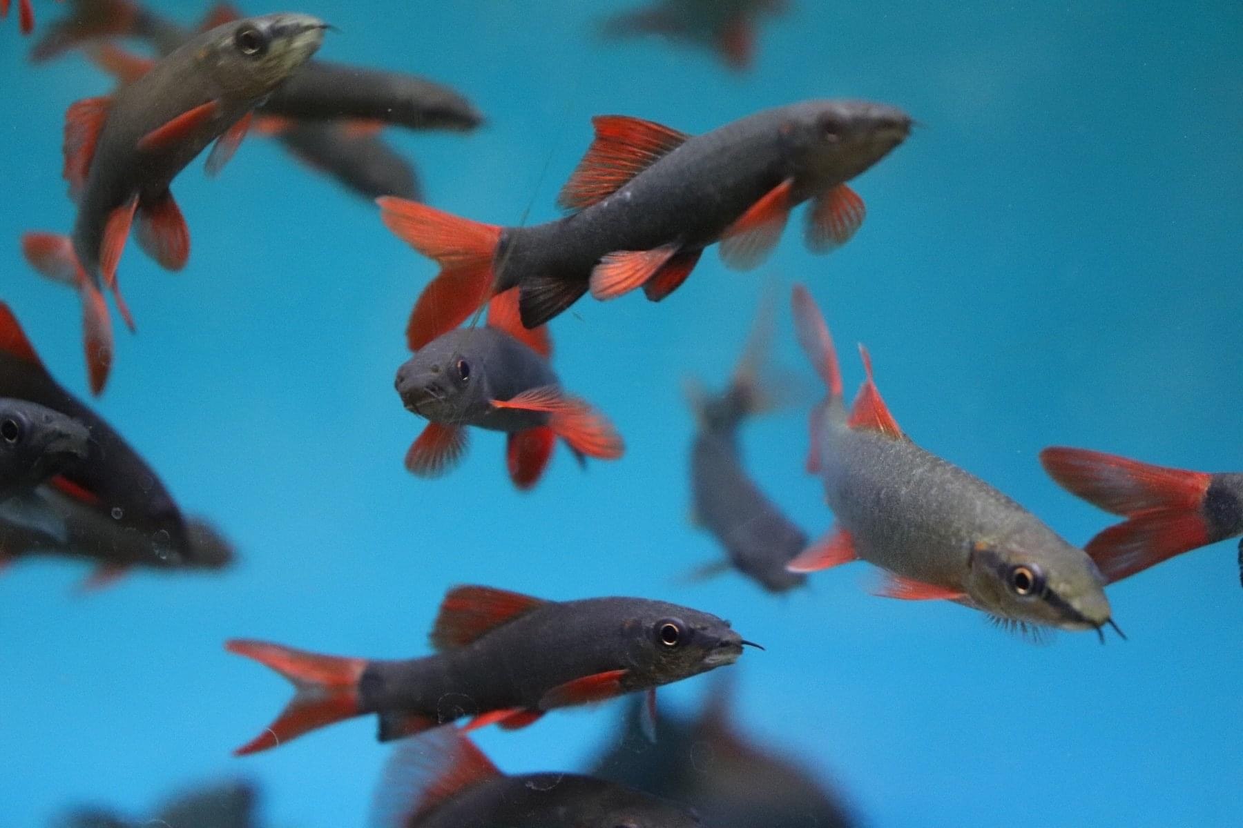 Ruby Shark-Epalzeorhynchos frenatum