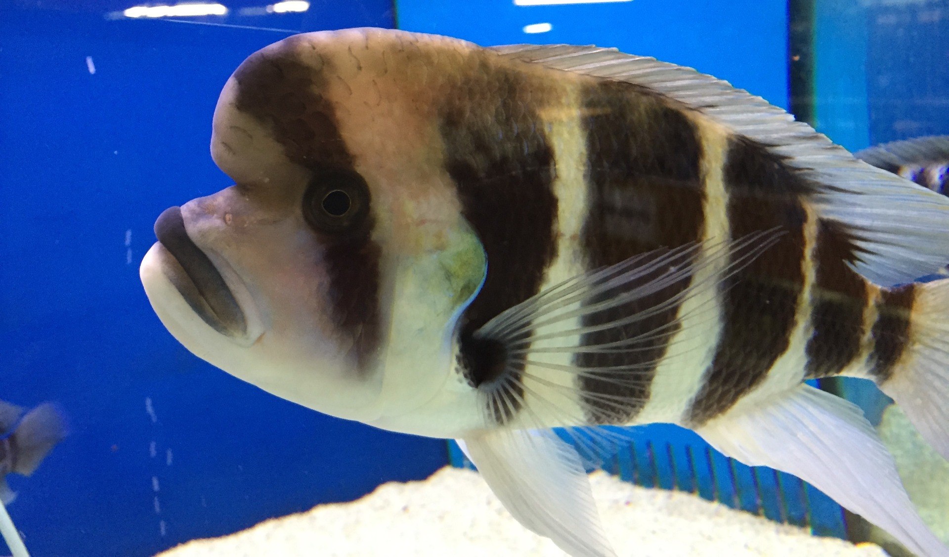 Frontosa Cichlid-Cyphotilapia frontosa