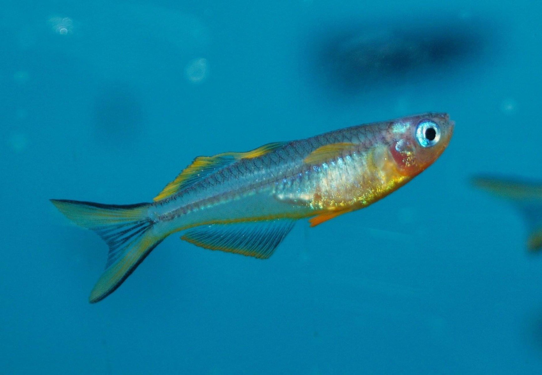 Forktail Rainbowfish-Pseudomugil furcatus