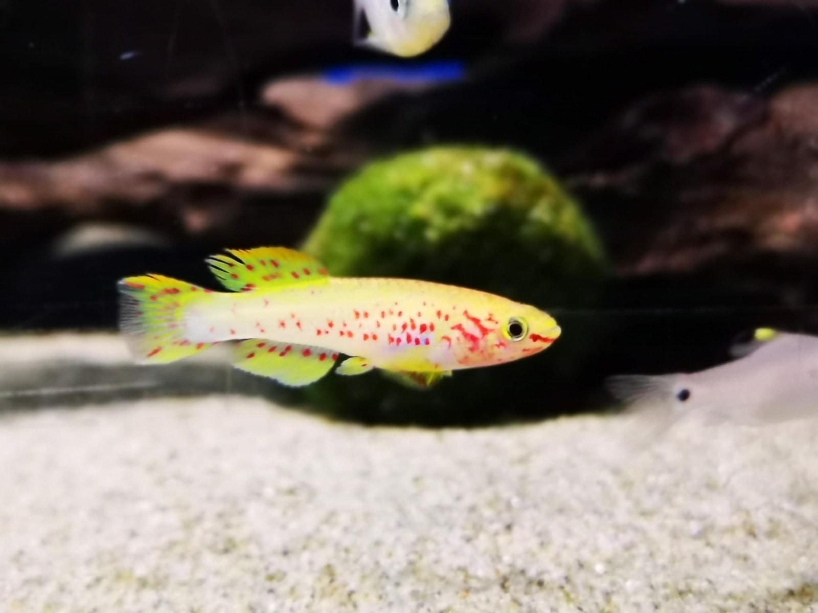 Steel Blue Killifish-Fundulopanchax gardneri