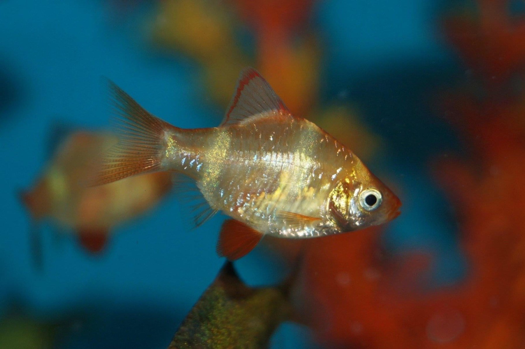 Tiger Barb-Puntigrus tetrazona