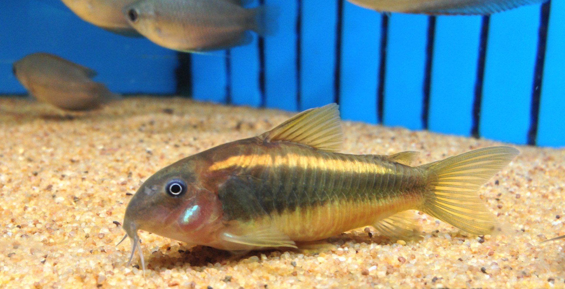Gold Laser Cory CW010-Osteogaster sp. peru orange stripe