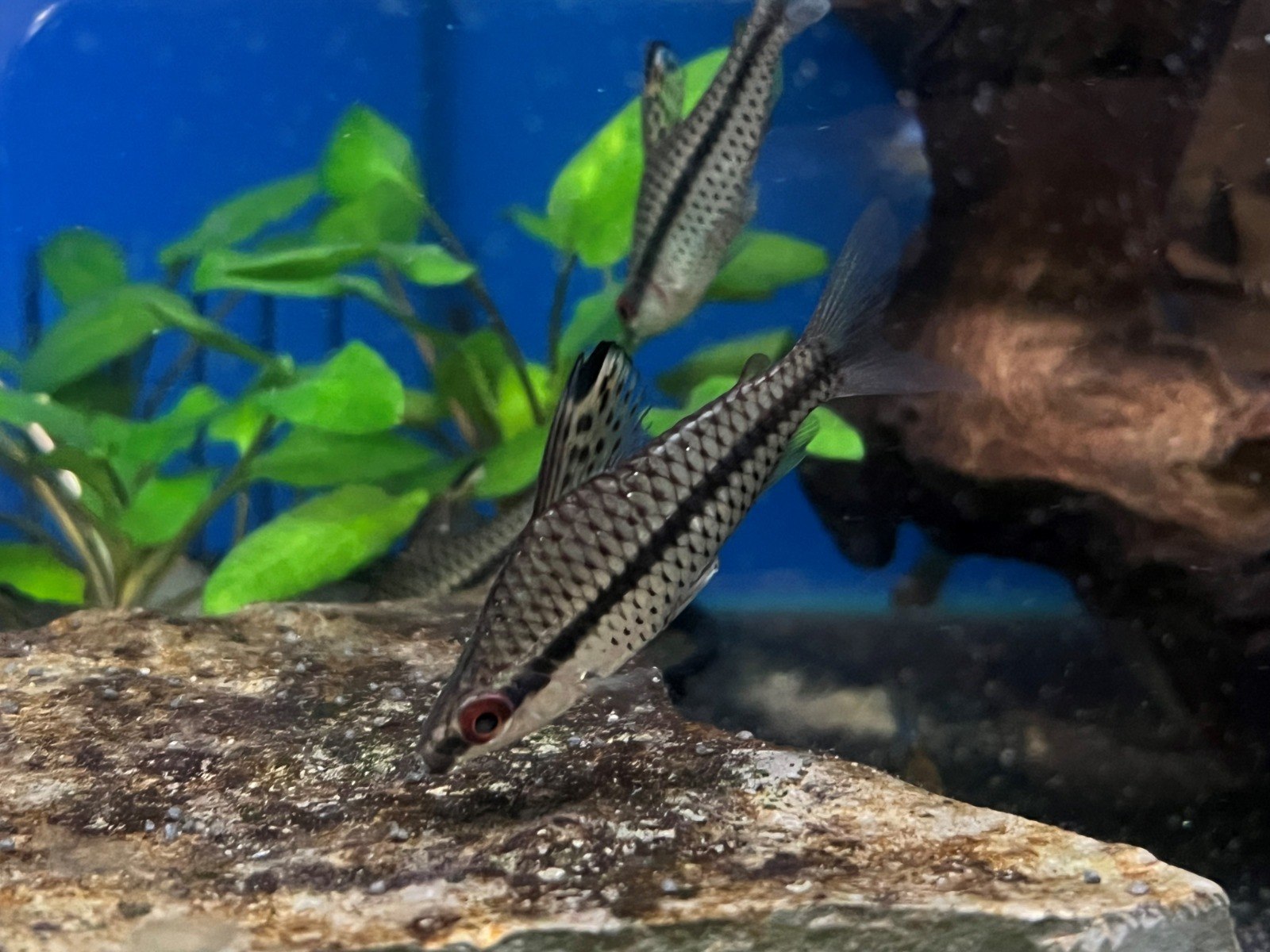 Spotted Headstander-Chilodus punctatus