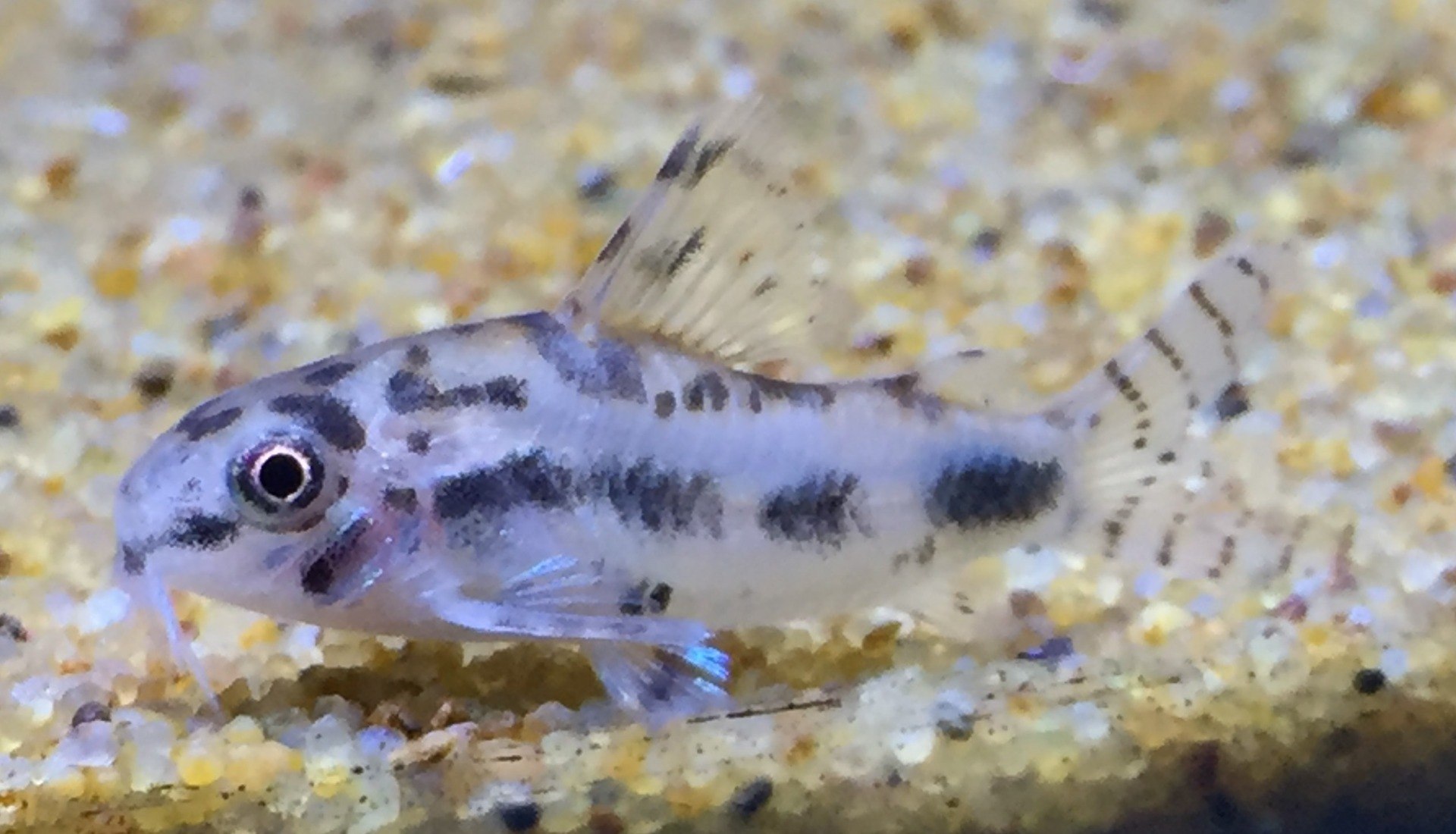 Salt & Pepper Cory-Hoplisoma habrosum
