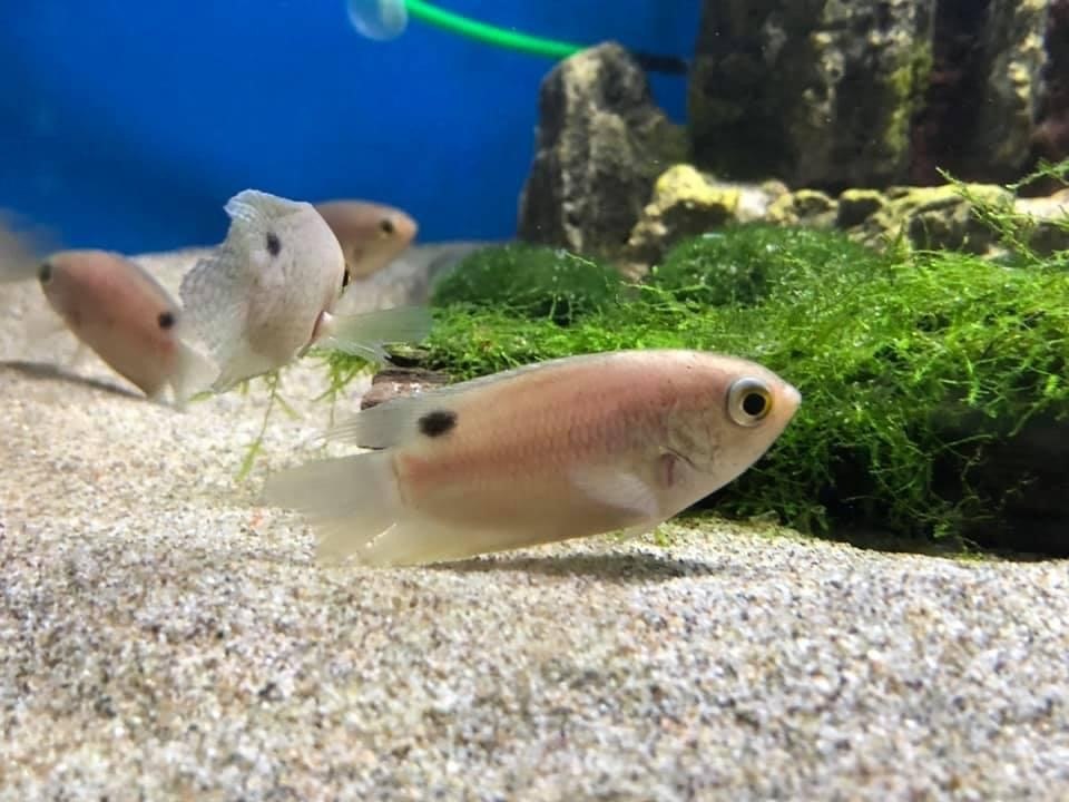 Combtail-Belontia signata