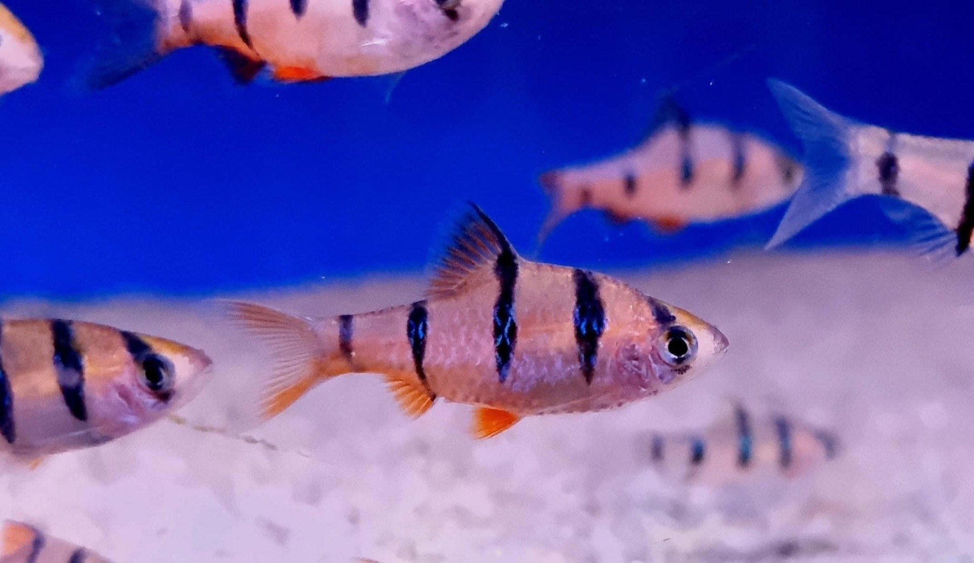 Six Banded Barb-Desmopuntius hexazona