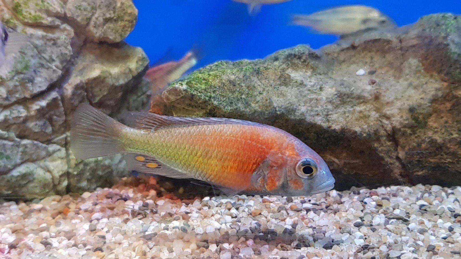 Hippo Point Salmon Cichlid - Ptyochromis sp 'Hippo Point Salmon'