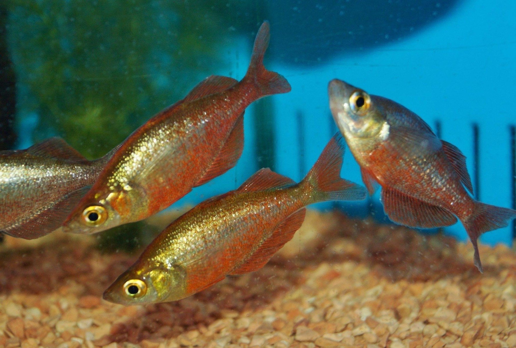 Red Rainbowfish-Glossolepis incisus