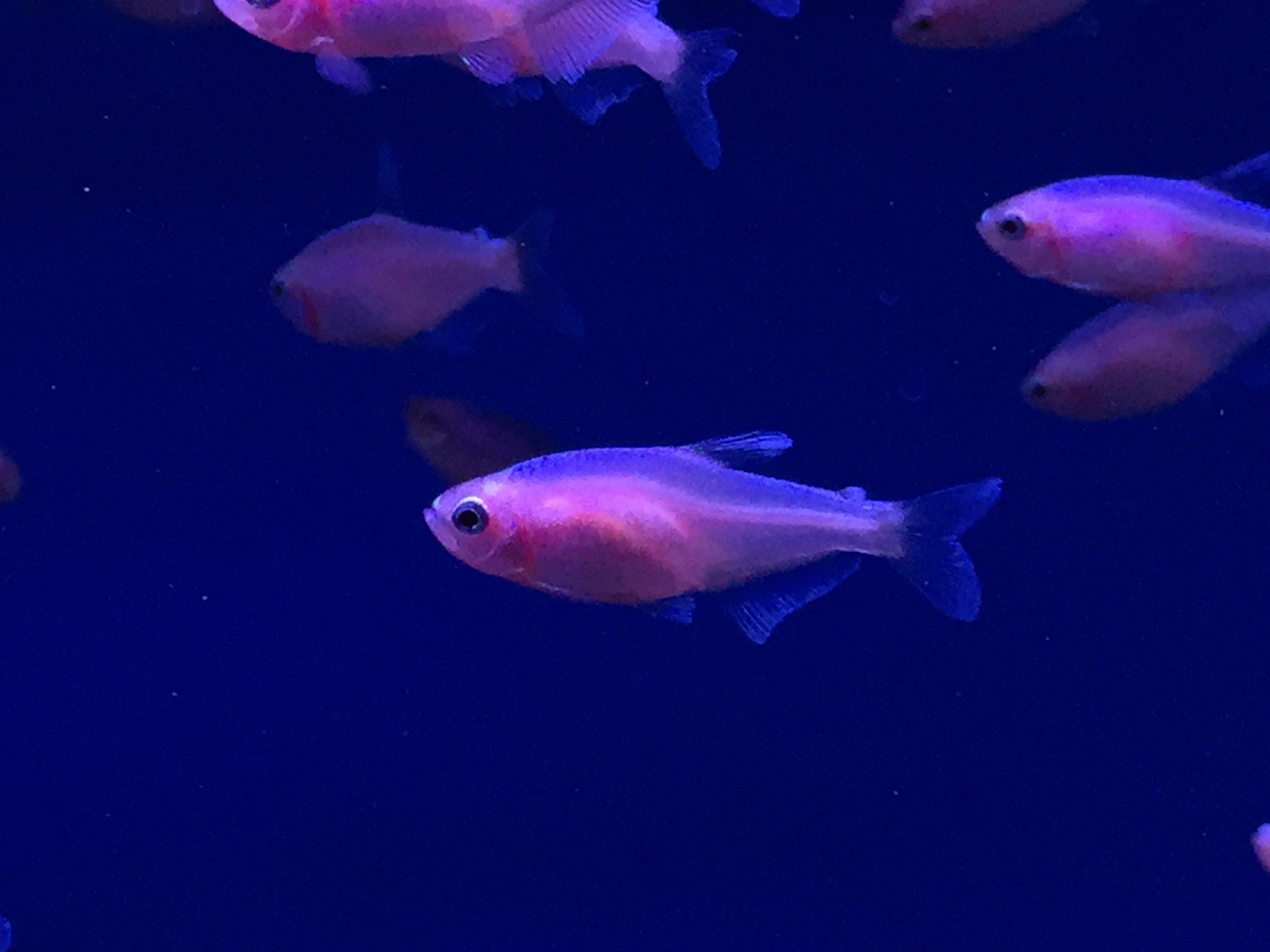 Blue Emperor Tetra-Inpaichthys kerri