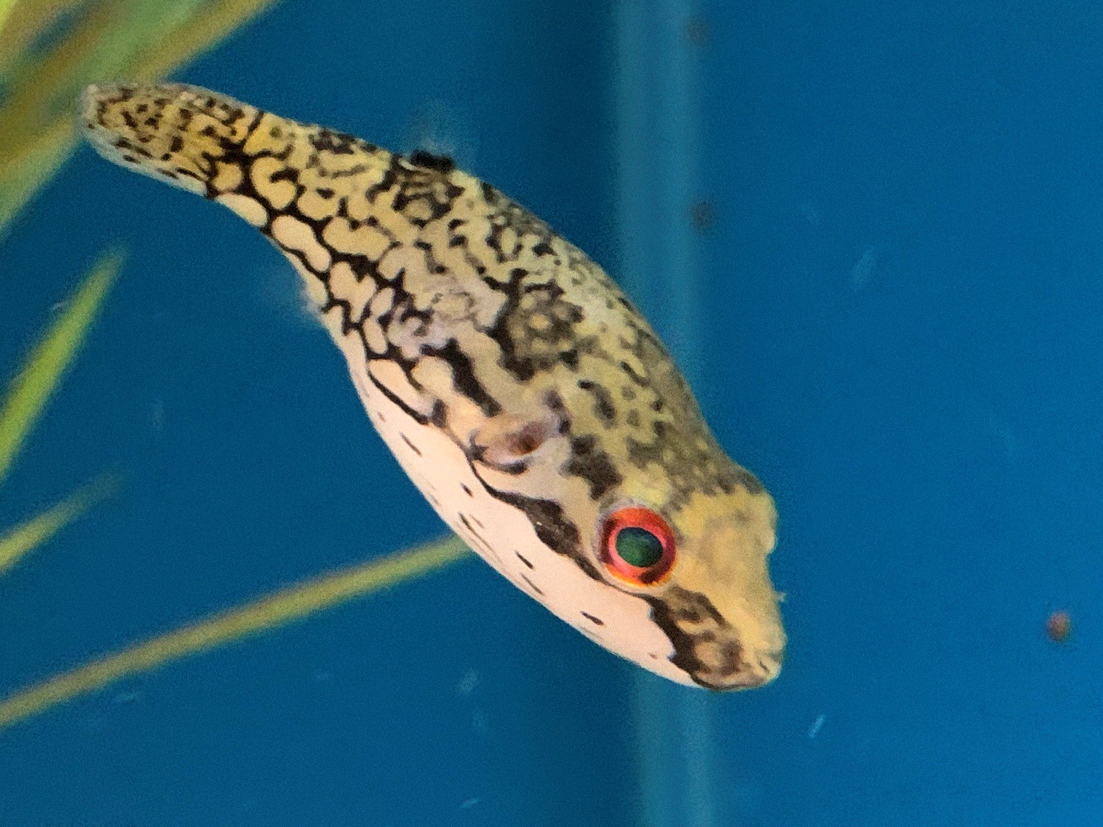 Red Tailed Red Eyed Puffer-Carinotetraodon irrubesco