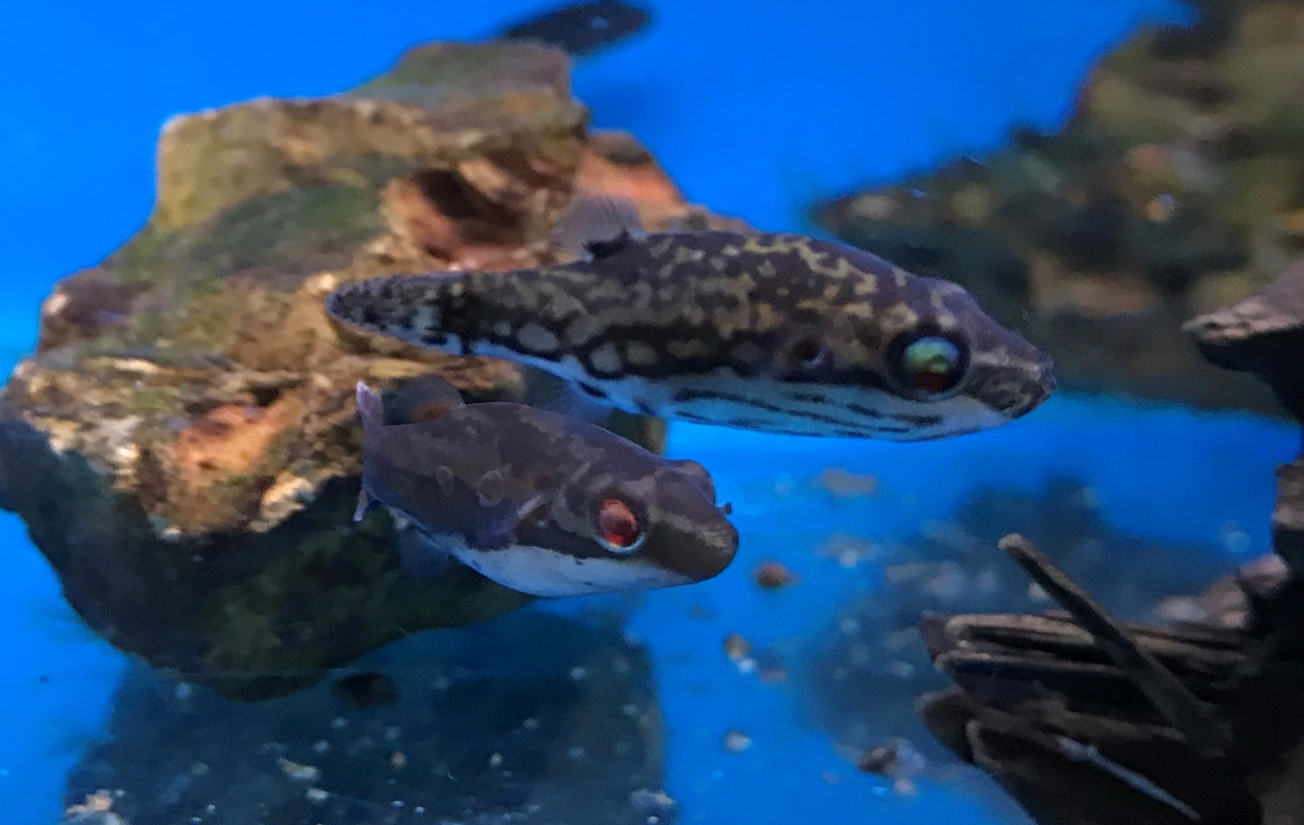 Red Tailed Red Eyed Puffer-Carinotetraodon irrubesco