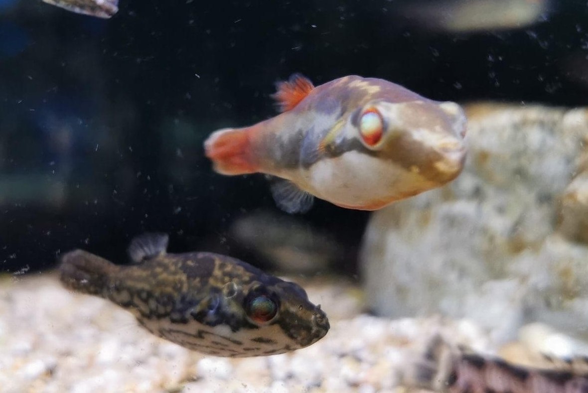 Red Tailed Red Eyed Puffer-Carinotetraodon irrubesco