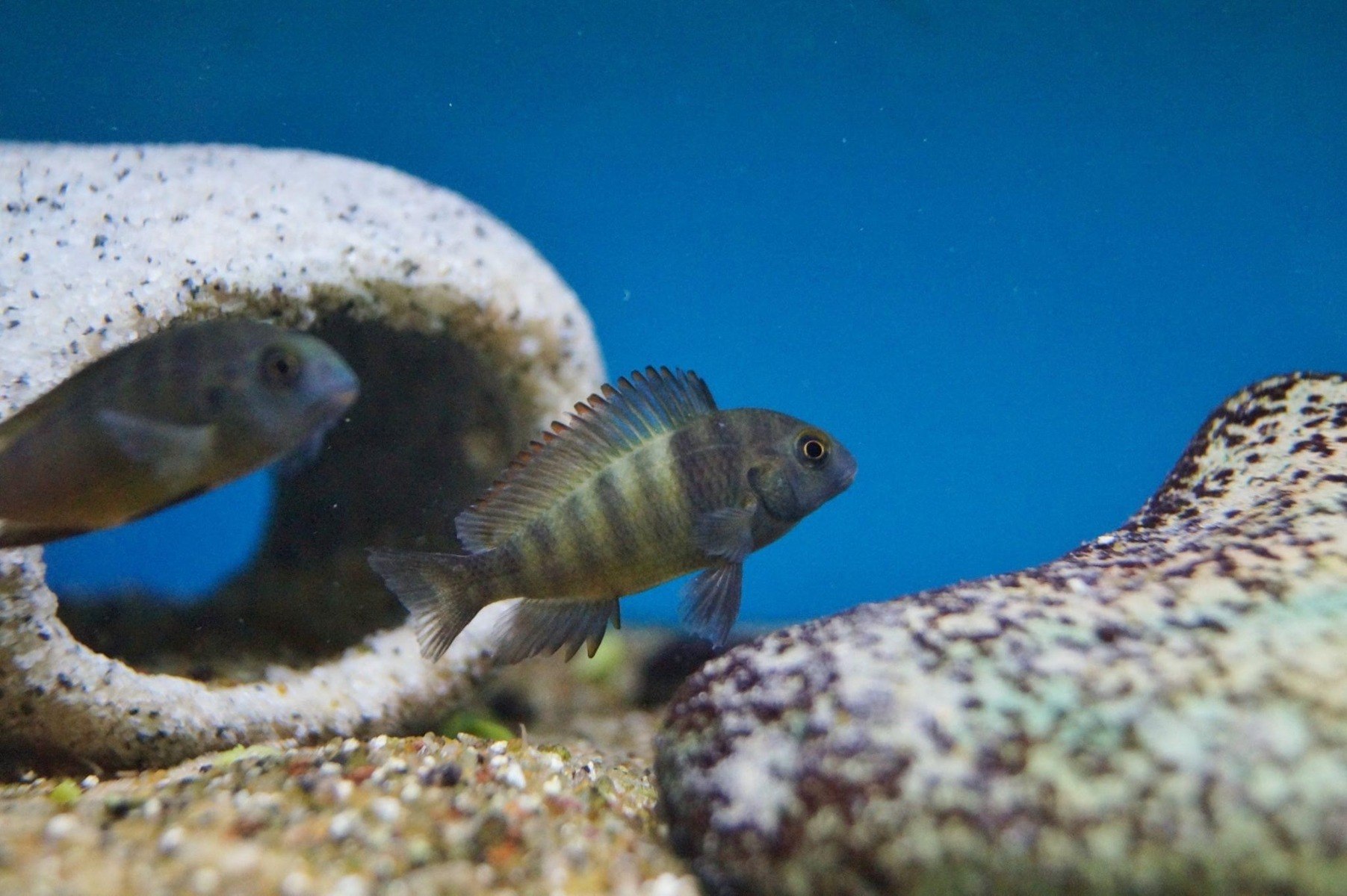 Yellowband Tropheus-Tropheus ikola