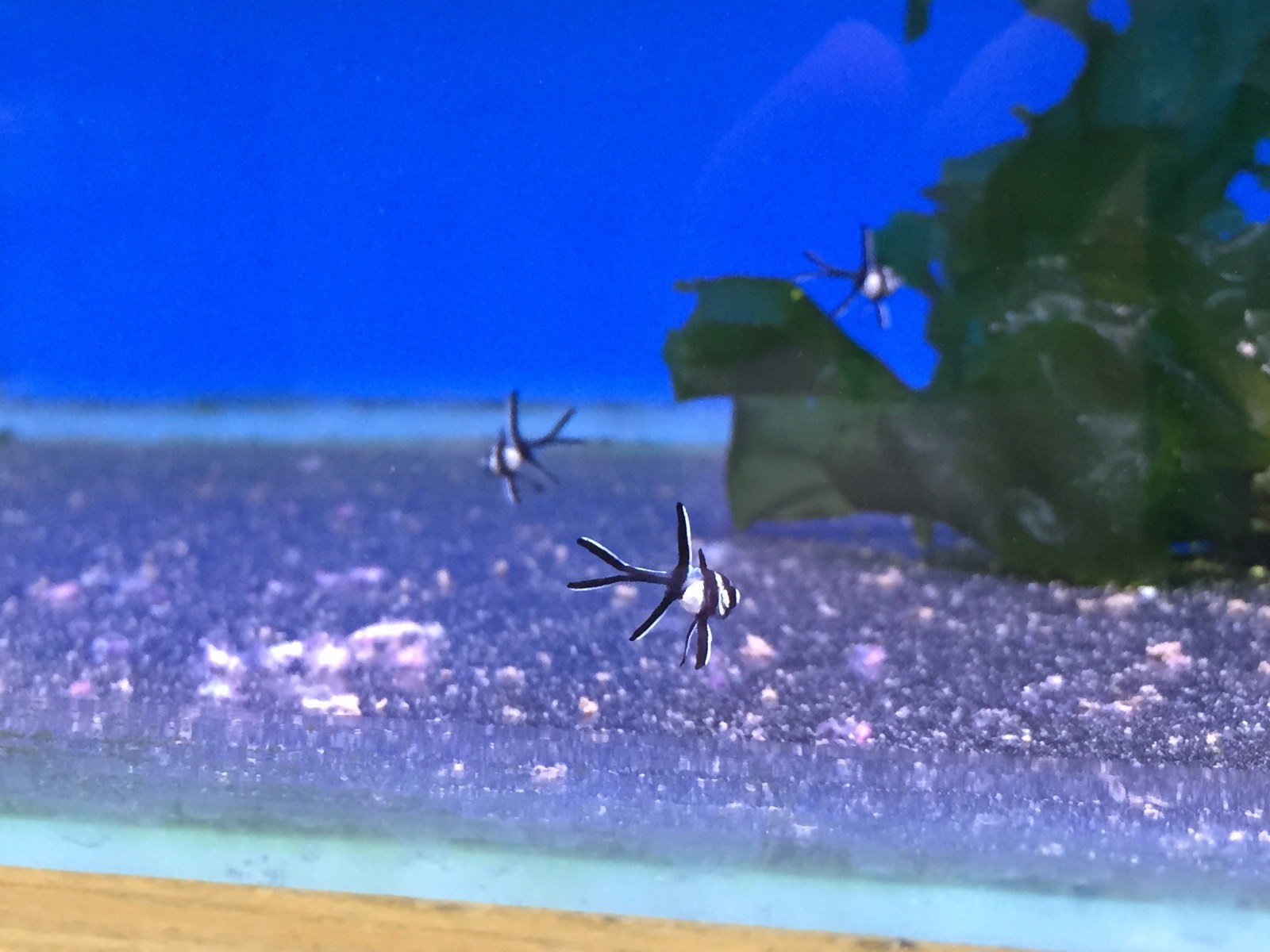 Banggai Cardinalfish-Pterapogon kauderni