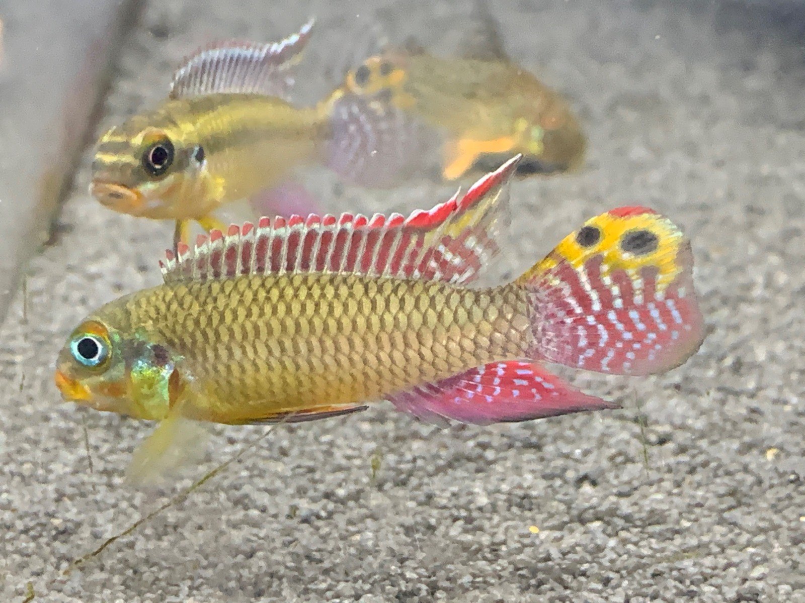 Cameroon krib - Pelvicachromis kribensis