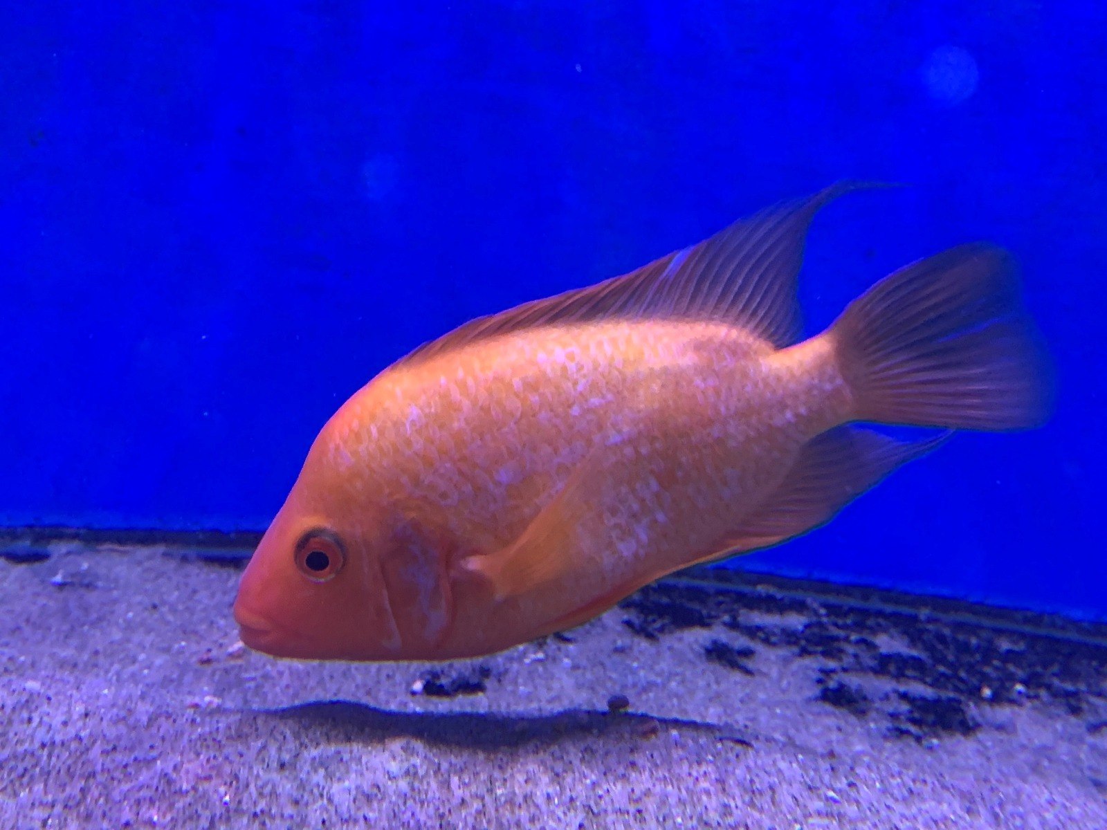 Red Devil-Amphilophus labiatus