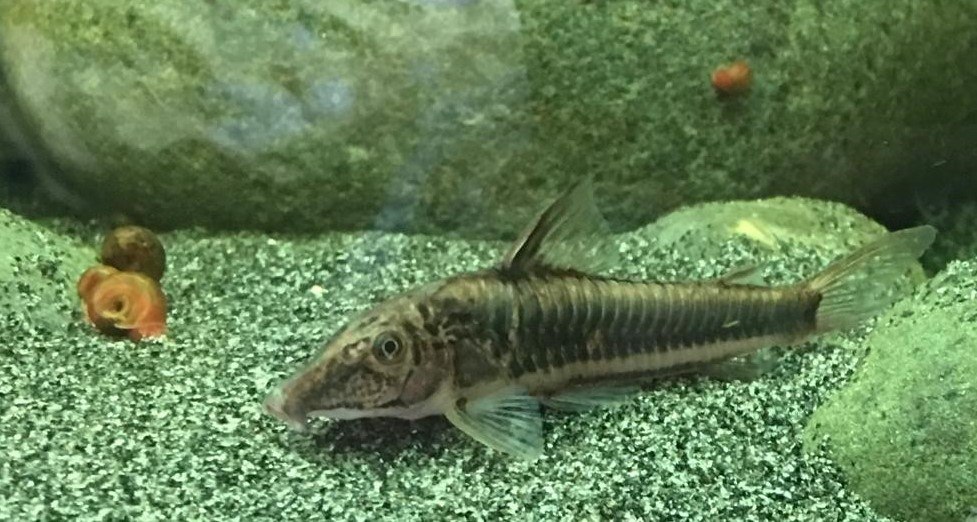 Lacerda's Cory-C015-Scleromystax lacerdai