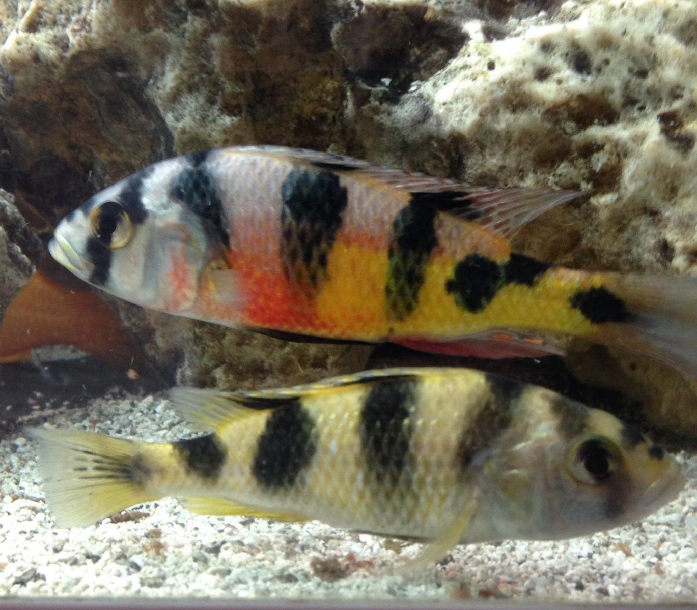 Zebra Obliquidens-Astatotilapia latifasciata