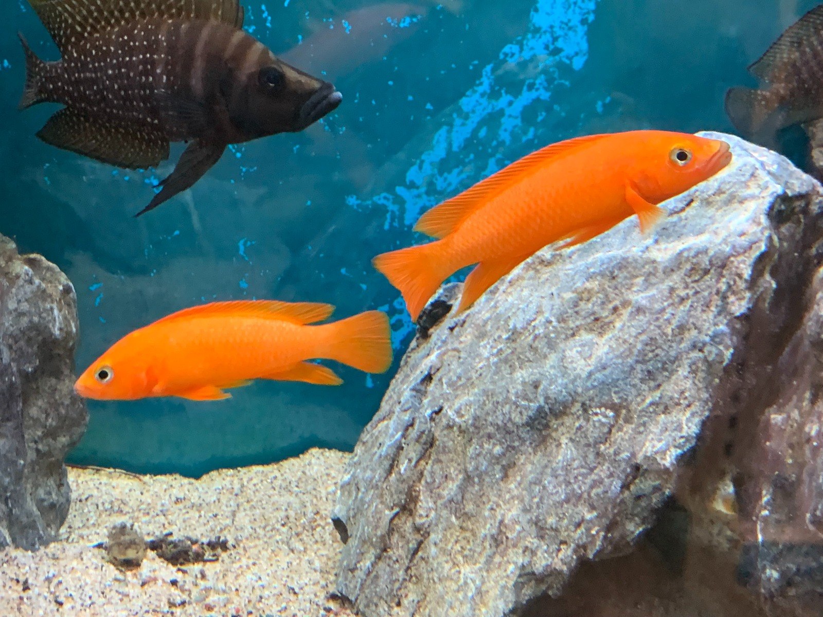 Lemon Cichlid-Neolamprologus leleupi