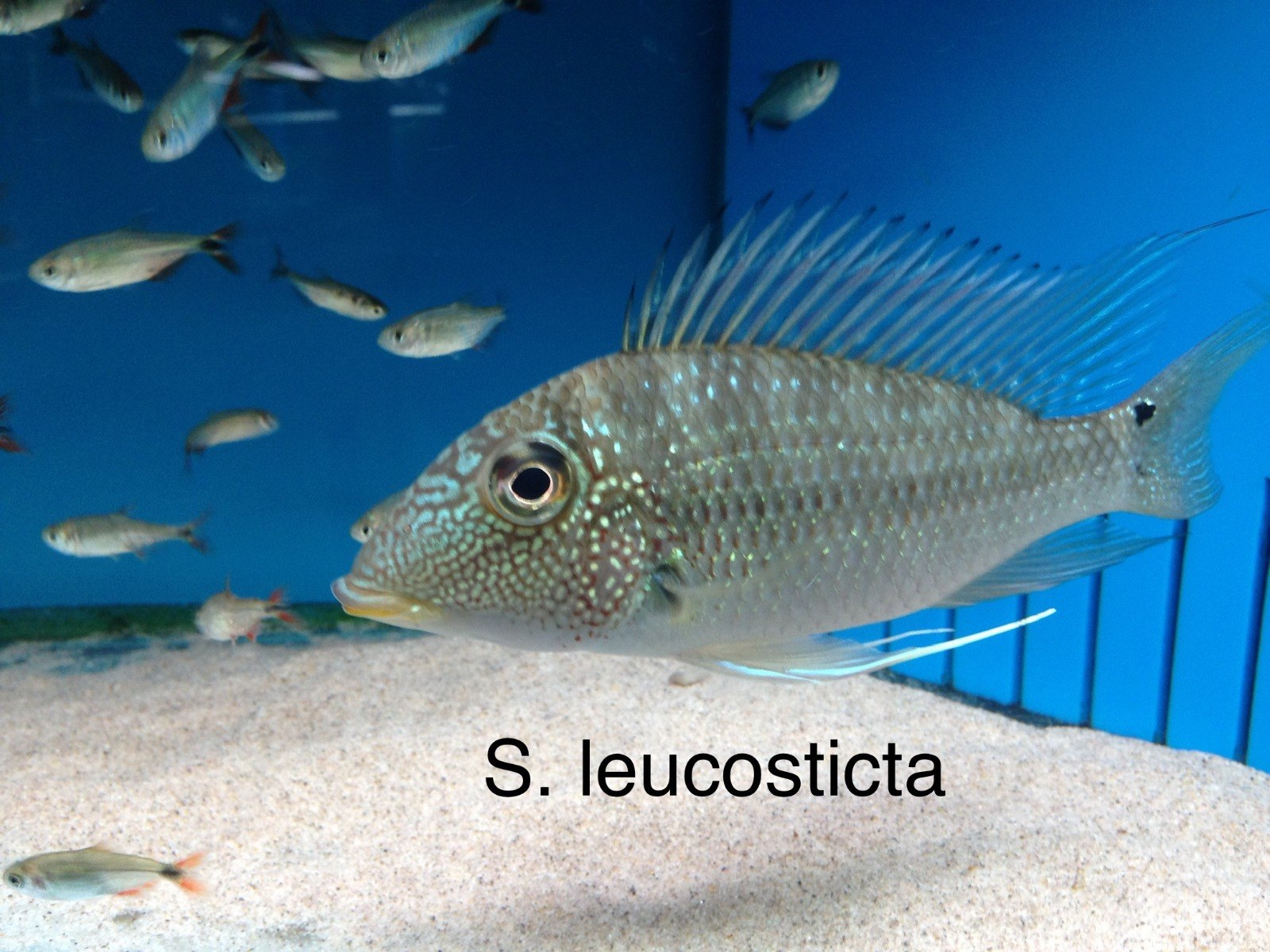 Jurupari Eartheater-Satanoperca jurupari