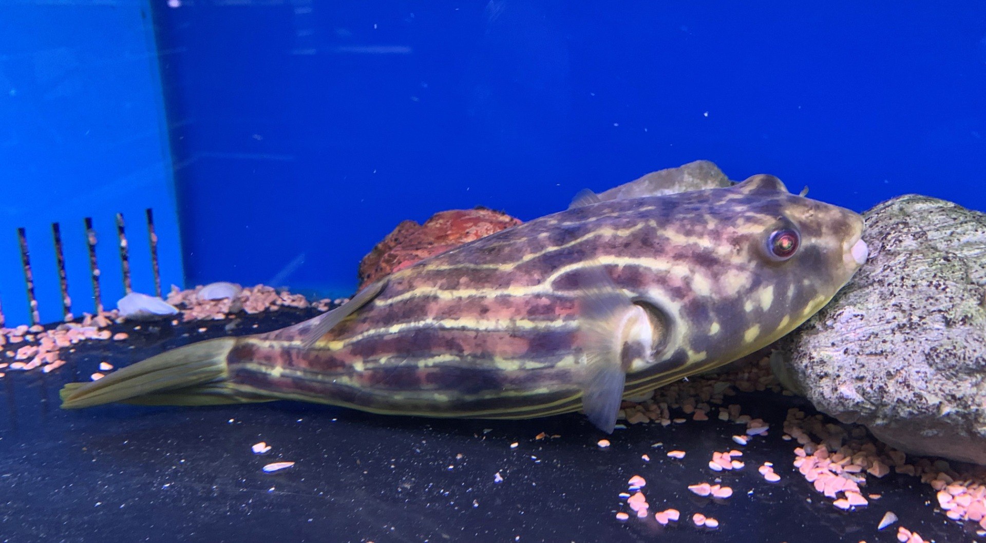 Fahaka Puffer-Tetraodon lineatus