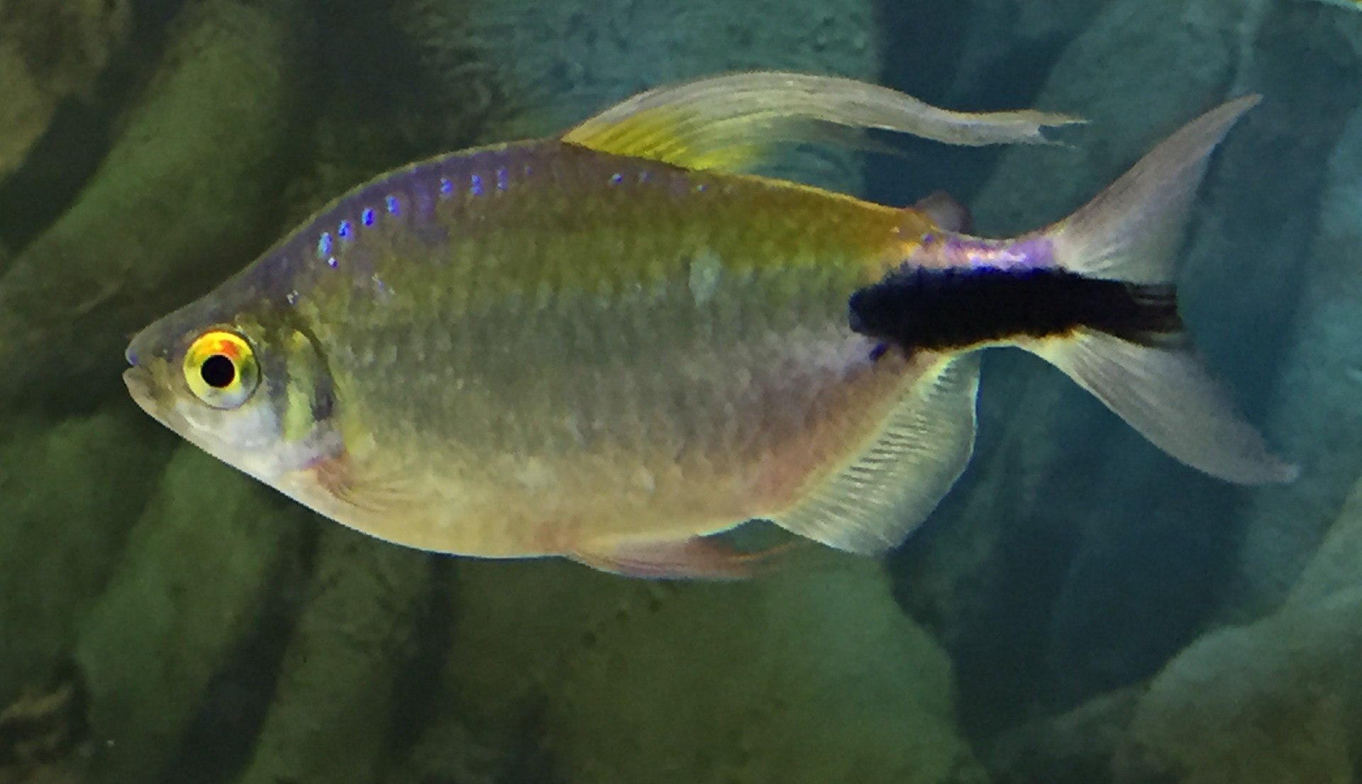 African Long-finned Tetra-Bryconalestes longipinnis