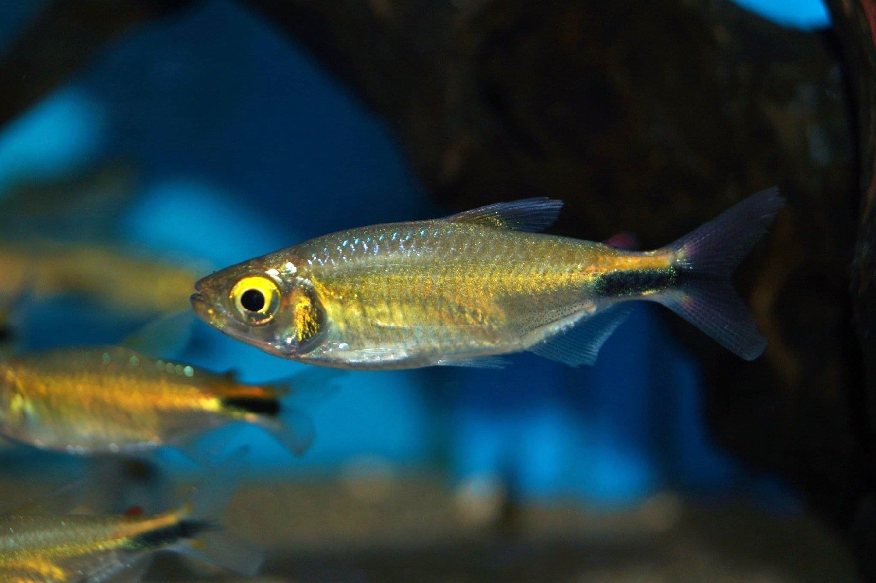 African Long-finned Tetra-Bryconalestes longipinnis
