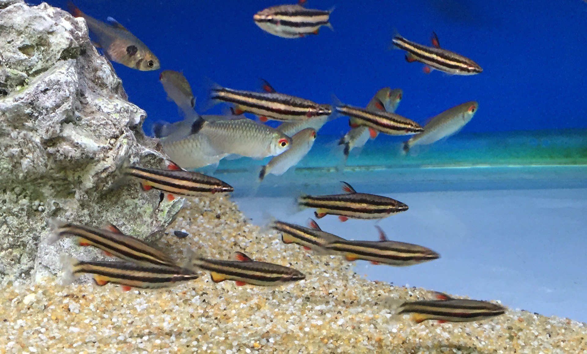 Dwarf Pencilfish-Nannostomus marginatus