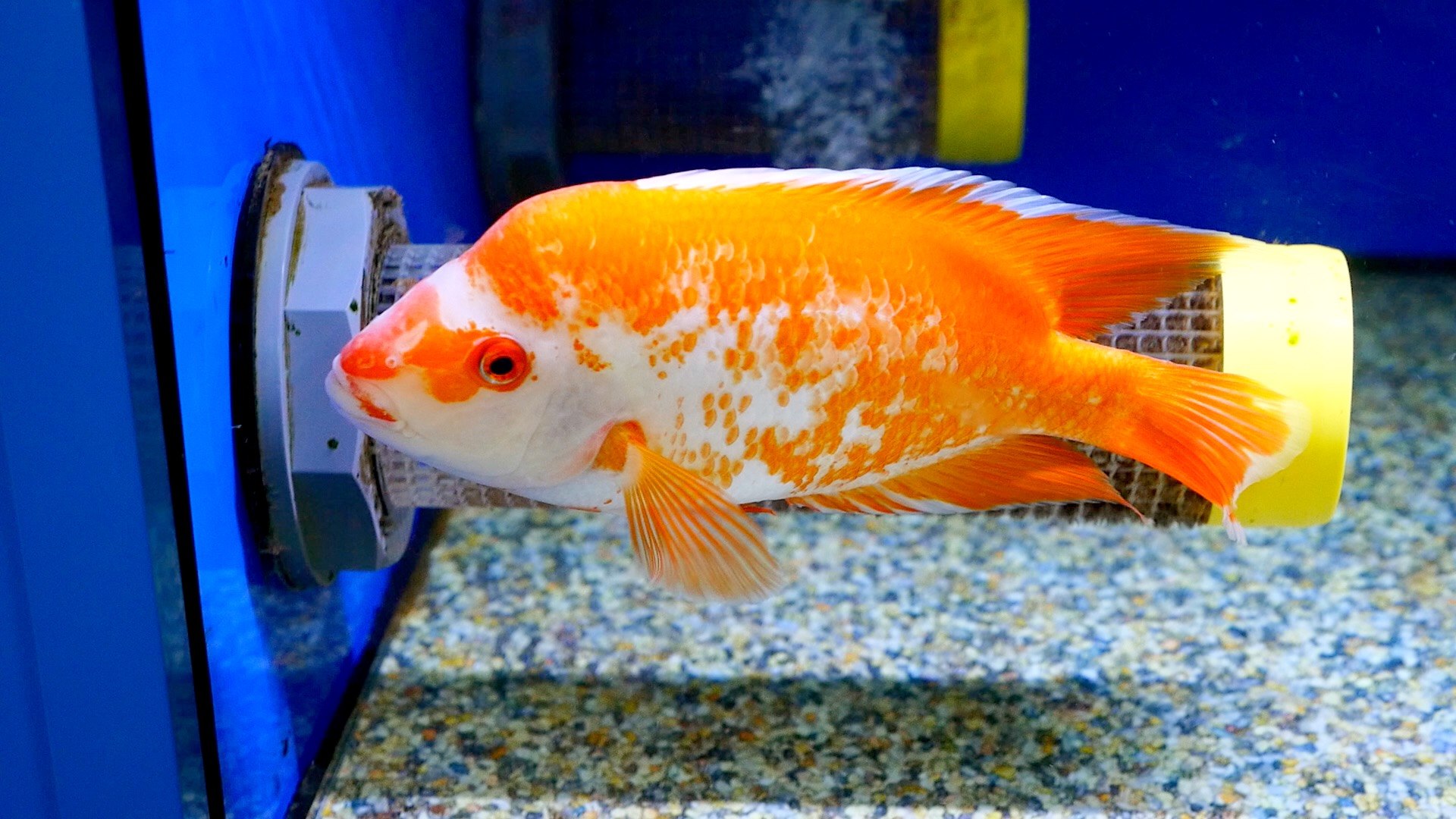 Midas Cichlid-Amphilophus citrinellus