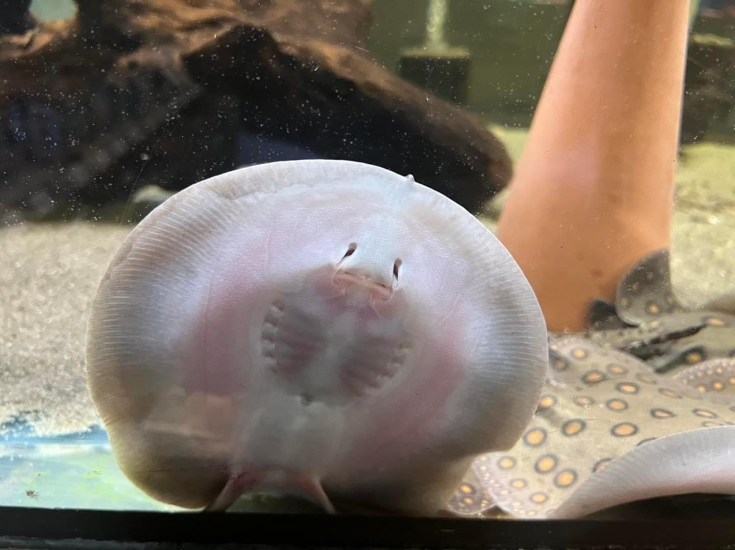 Motoro Stingray-Potamotrygon motoro