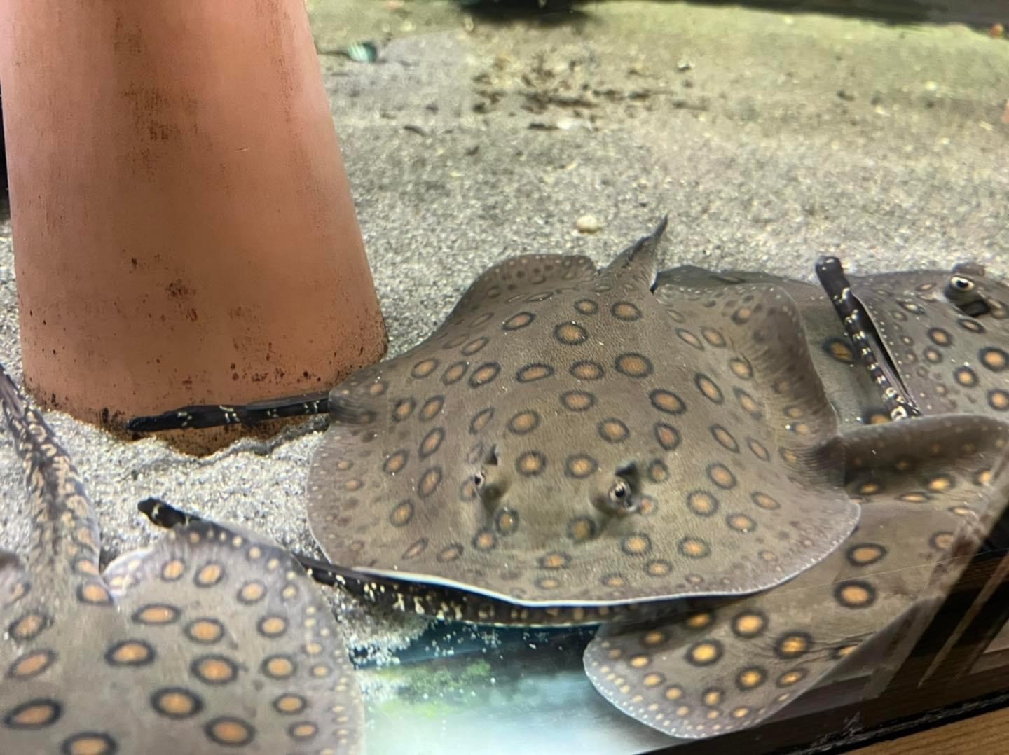 Motoro Stingray-Potamotrygon motoro