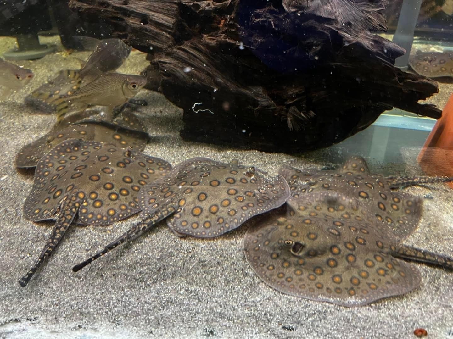 Motoro Stingray-Potamotrygon motoro