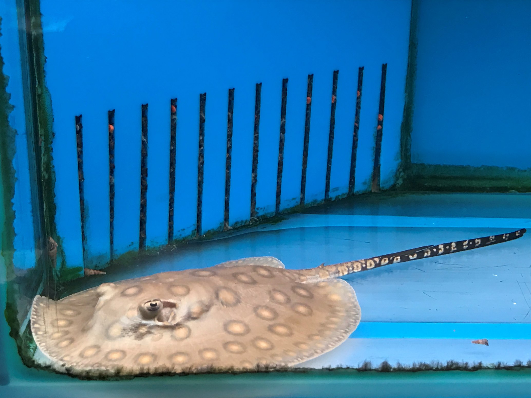 Motoro Stingray-Potamotrygon motoro