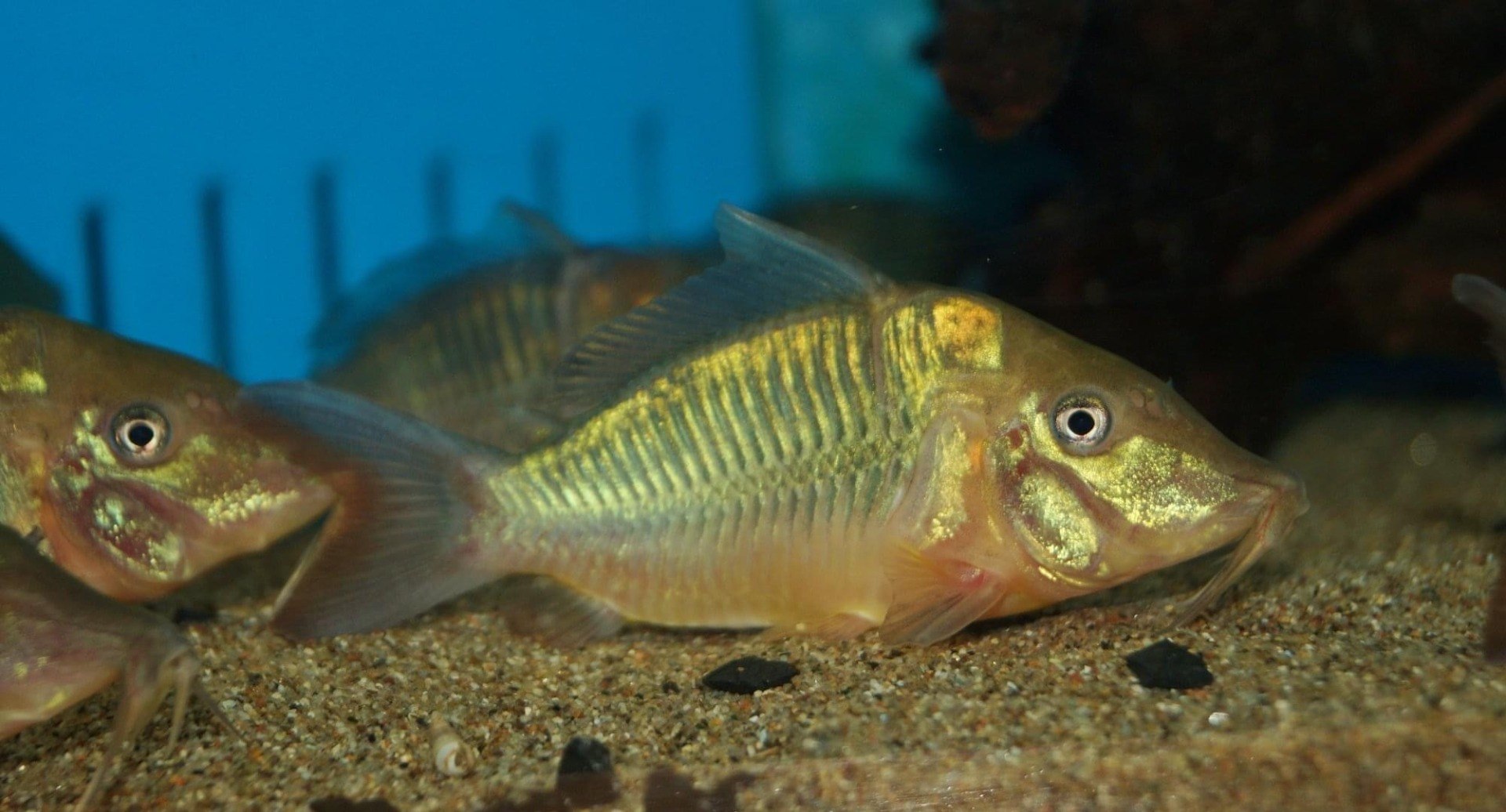 Hog-nosed Brochis-Brochis multiradiatus