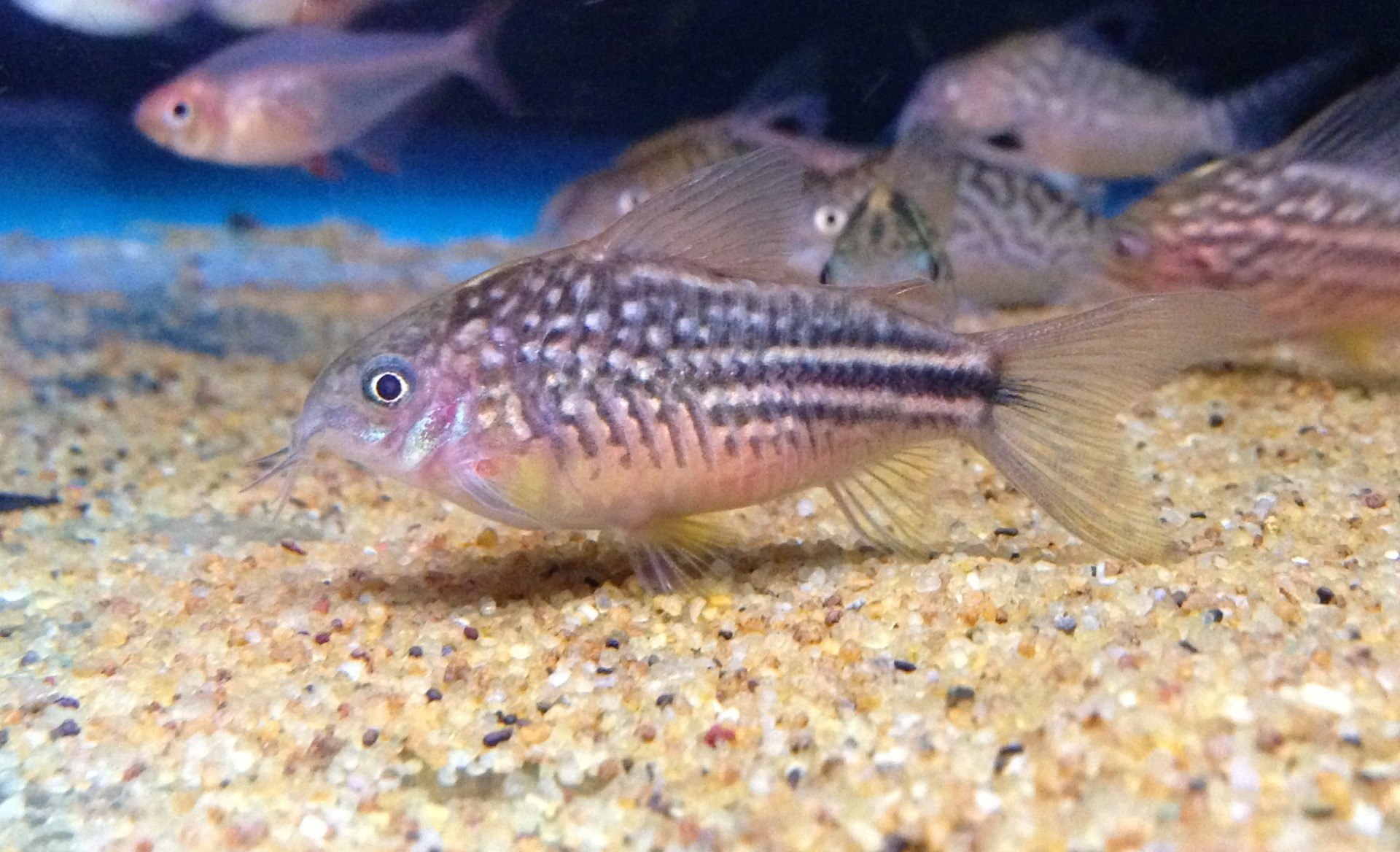 Napo Cory - Gastrodermus napoensis