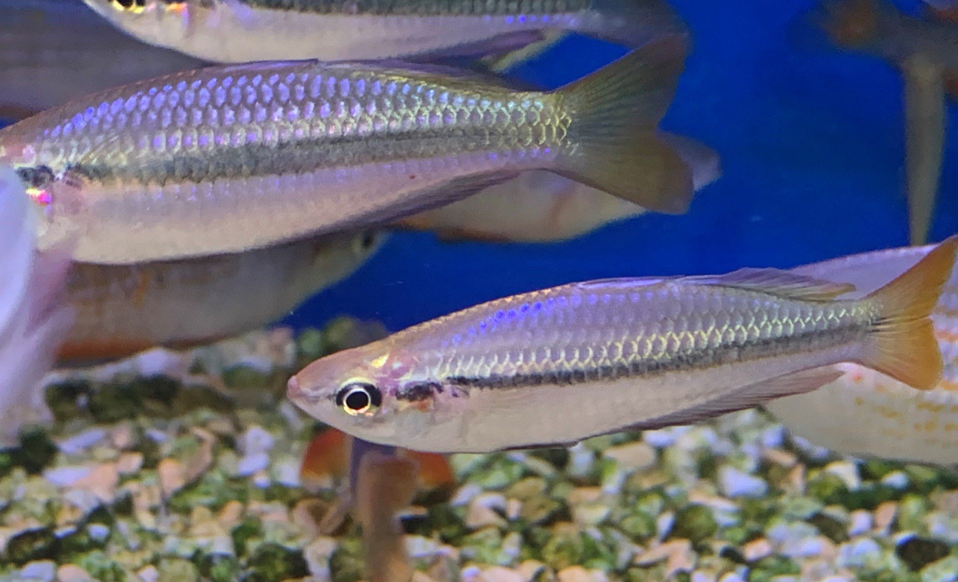 Blackbanded Rainbowfish-Melanotaenia nigrans