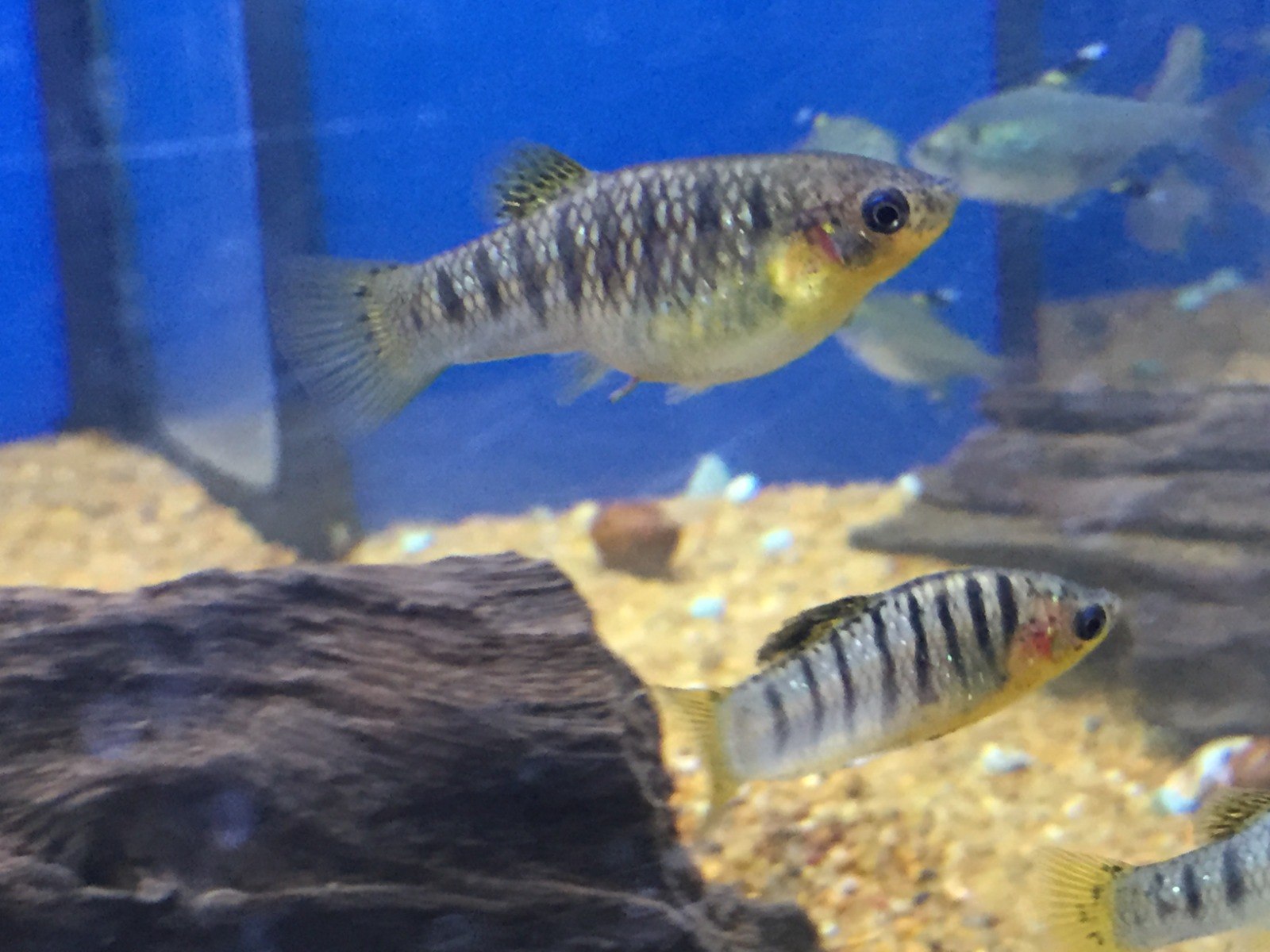 Humpbacked Limia-Limia nigrofasciata