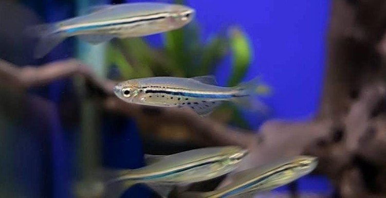 Dwarf Danio-Danio nigrofasciatus