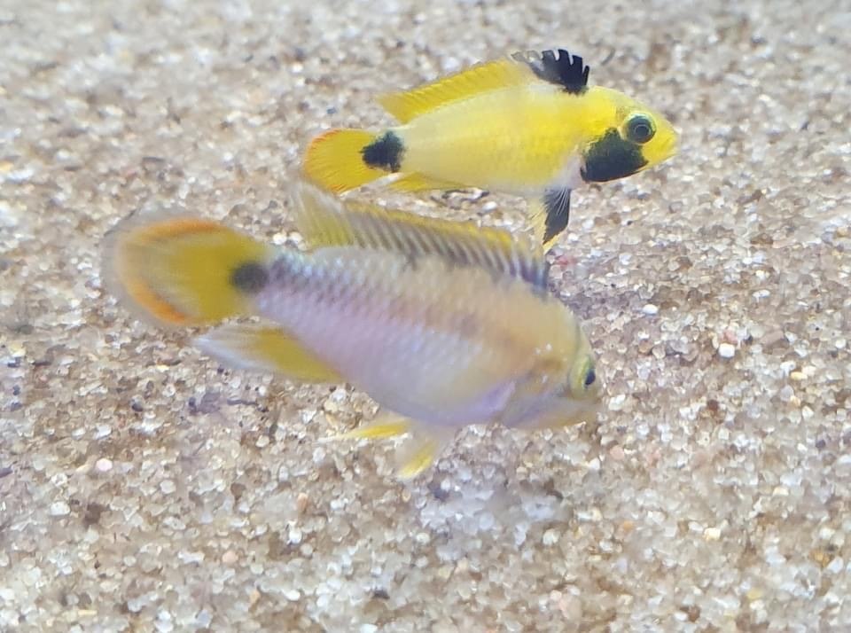Panda Dwarf Cichlid-Apistogramma nijsseni