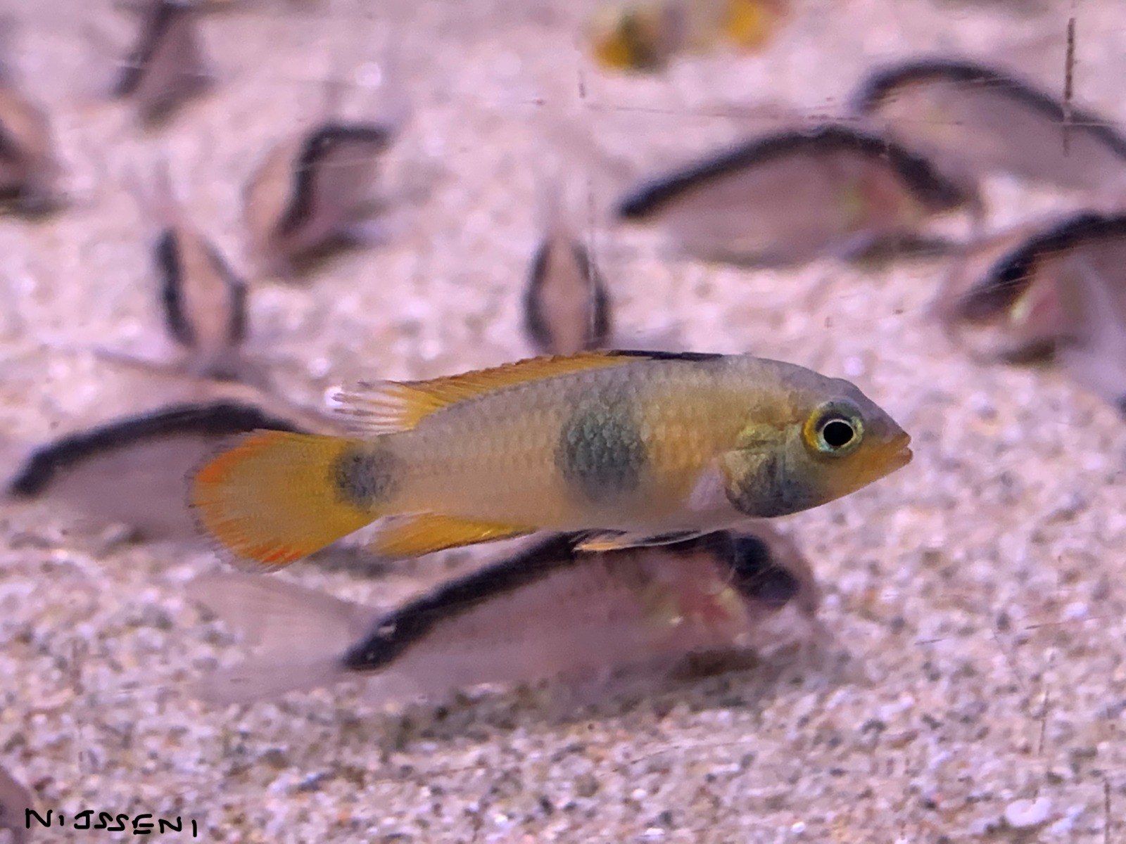 Panda Dwarf Cichlid-Apistogramma nijsseni