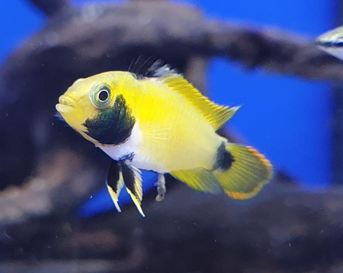 Panda Dwarf Cichlid-Apistogramma nijsseni