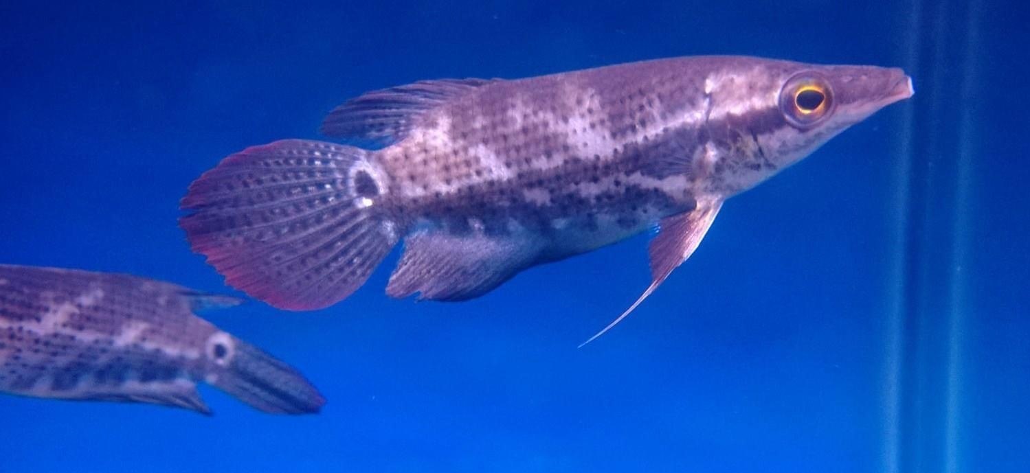 Noble Gourami - Ctenops nobilis