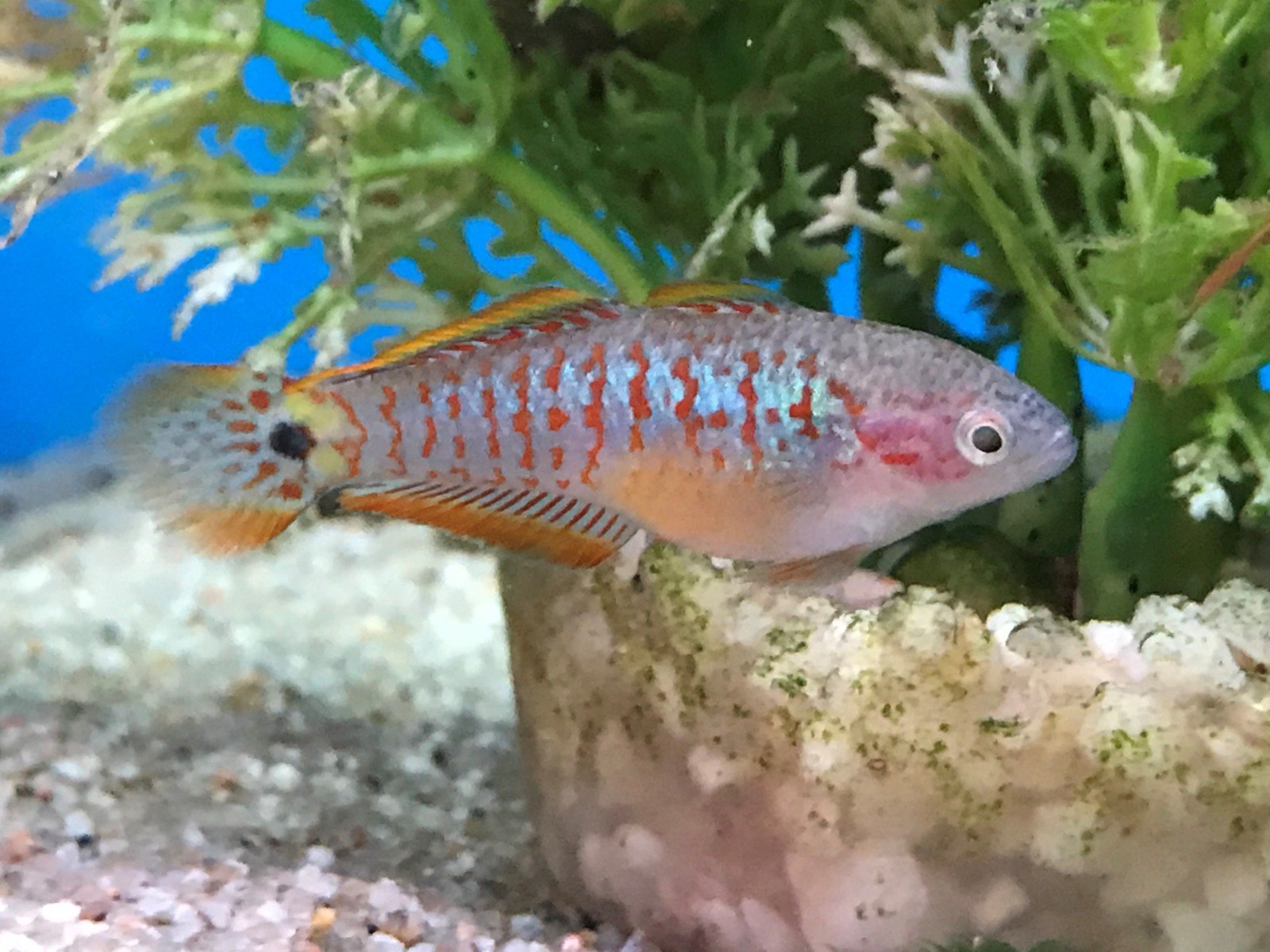 Peacock Gudgeon-Tateurndina ocellicauda