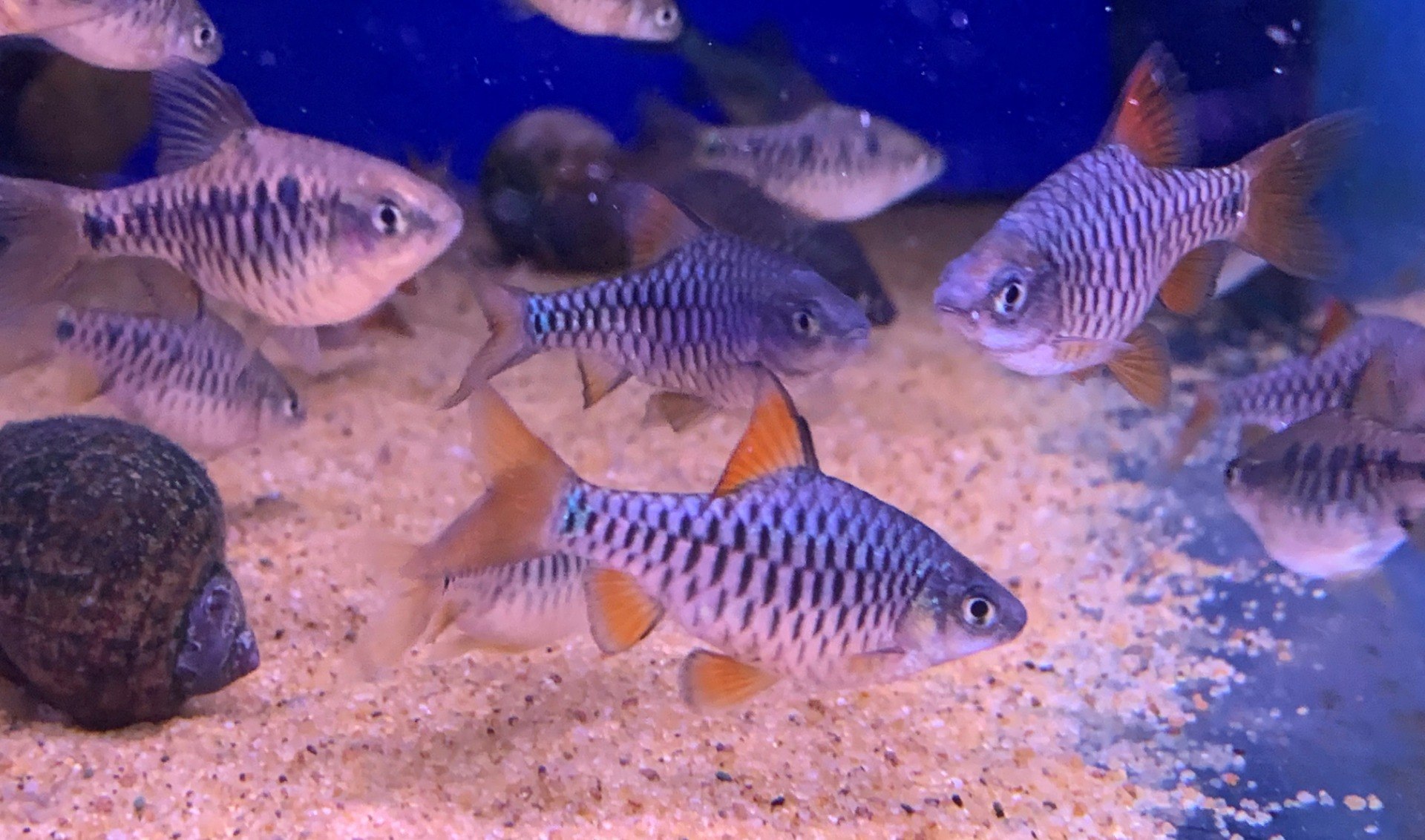 Checkered Barb-Oliotius oligolepis