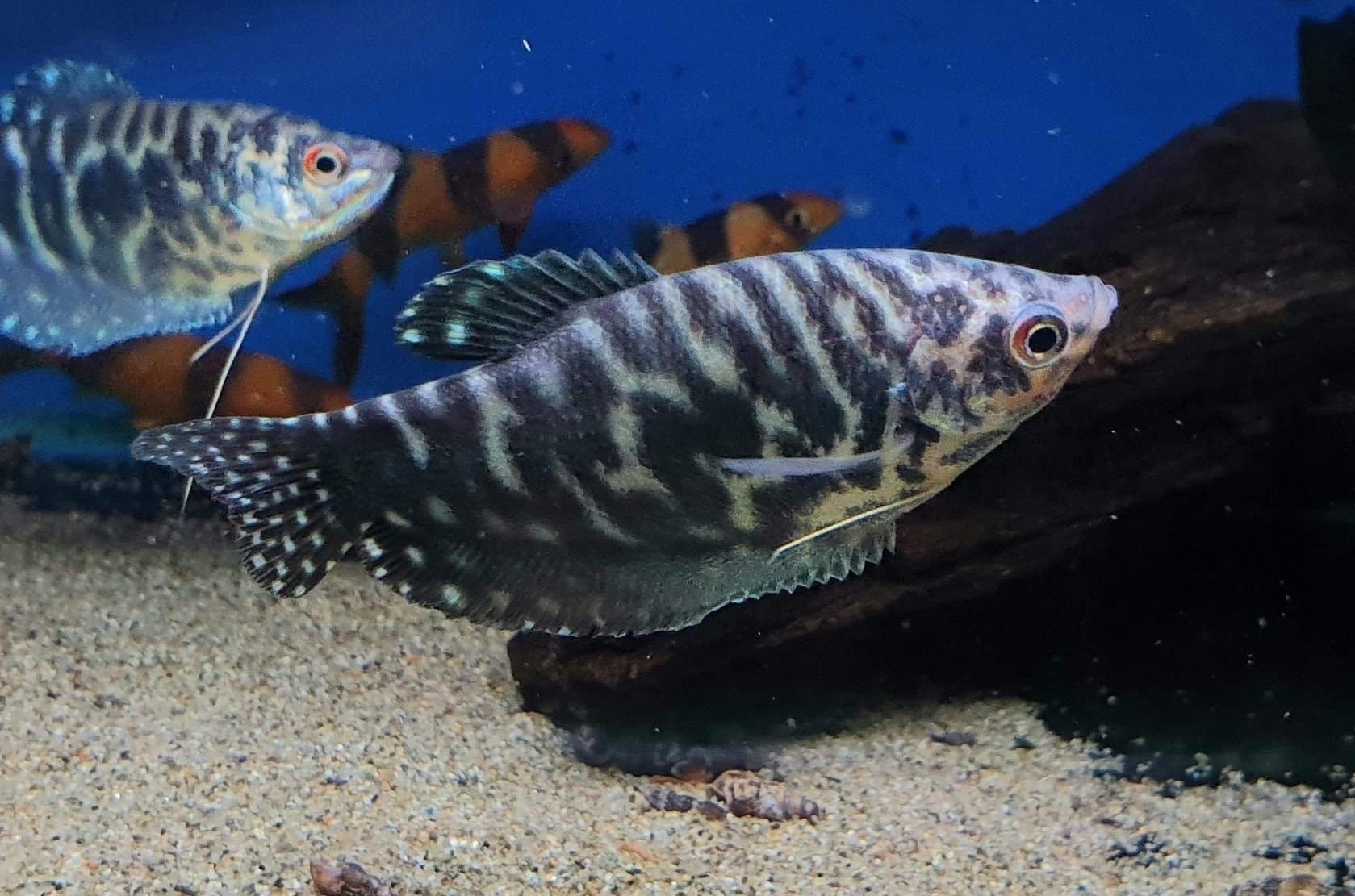Opaline Gourami-Trichopodus trichopterus
