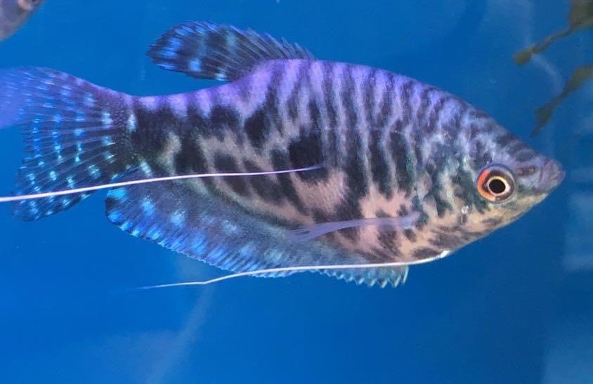 Opaline Gourami-Trichopodus trichopterus