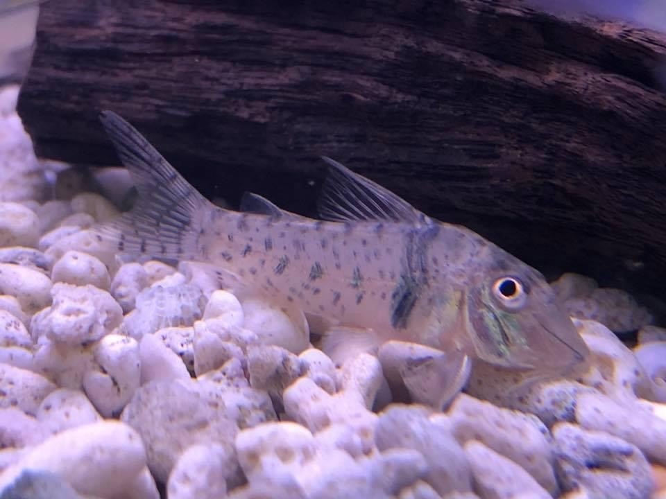 Bonita Cory - Corydoras orcesi