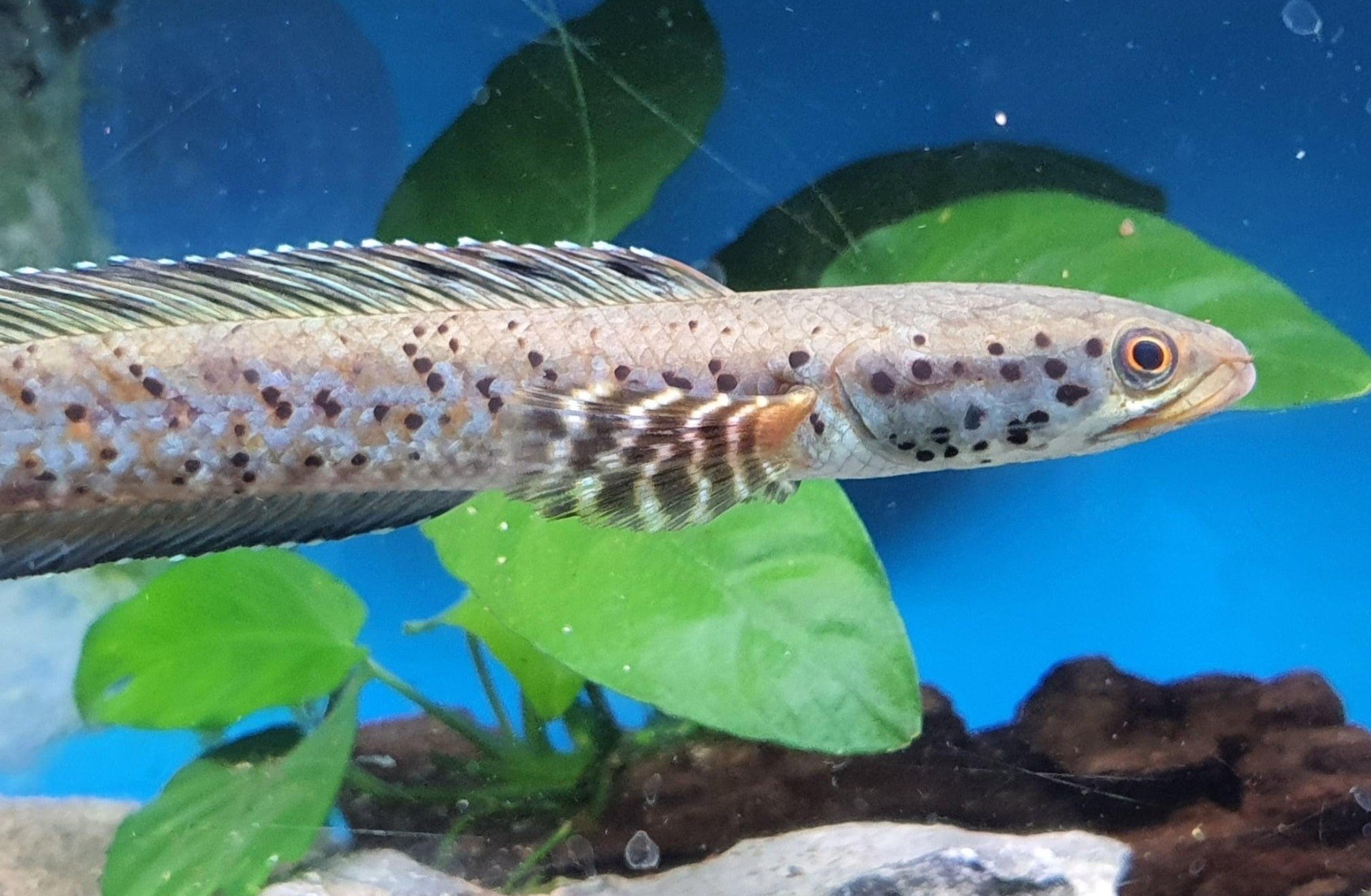 Burmese Spotted Snakehead - Channa ornatipinnis